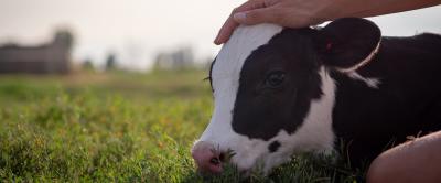 China Feed Additives : Glycerol Monolaurate GML80 Powder for Animal for sale