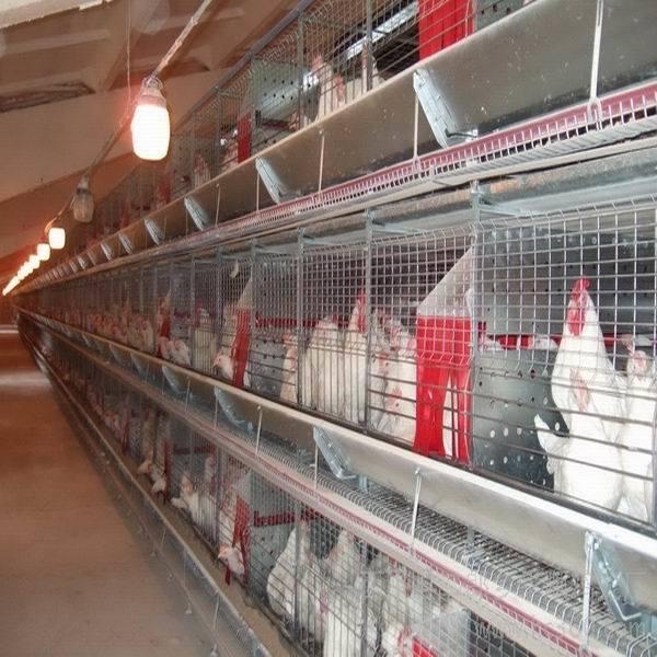 Automatic Galvanized 3 4 Tiers a Type Battery Egg Chicken Layer Cage