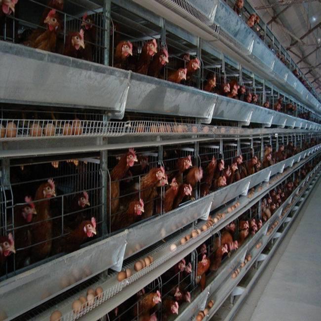 Automatic Galvanized 3 4 Tiers a Type Battery Egg Chicken Layer Cage