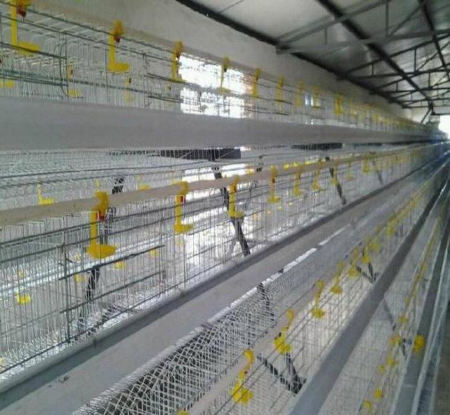 Automatic Galvanized 3 4 Tiers a Type Battery Egg Chicken Layer Cage