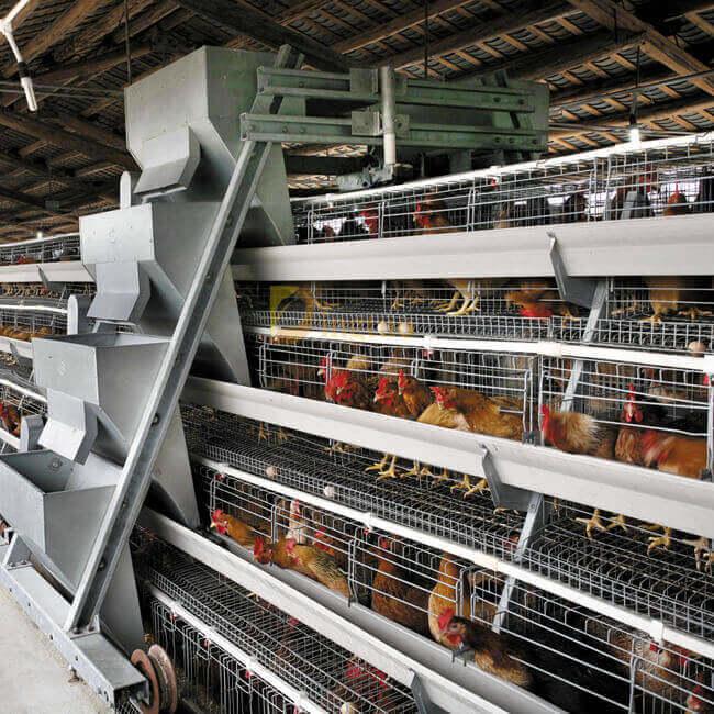 Automatic Galvanized 3 4 Tiers a Type Battery Egg Chicken Layer Cage