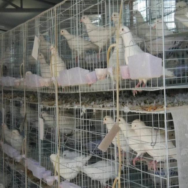 4 Tiers Wire Mesh Racing Pigeon Breeding Cages