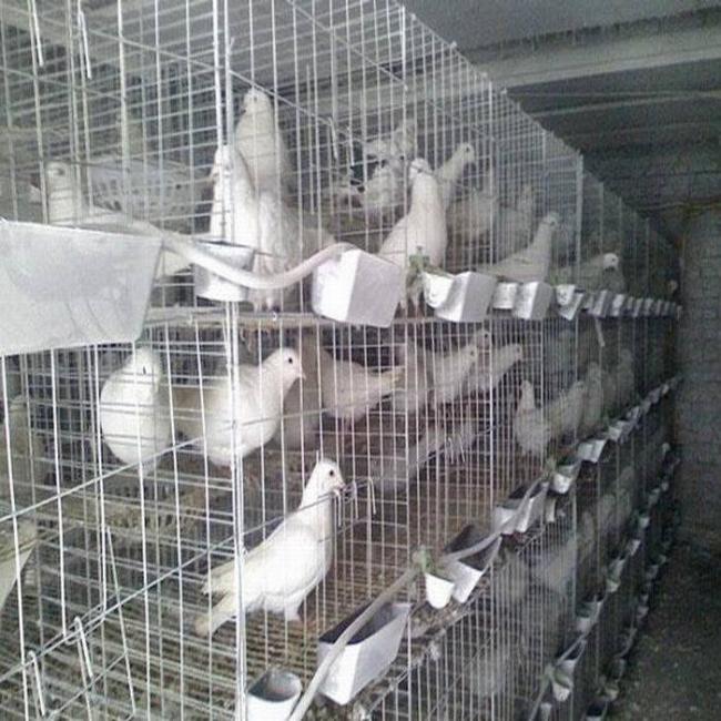 4 Tiers Wire Mesh Racing Pigeon Breeding Cages
