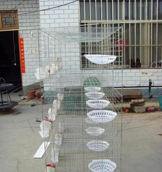 4 Tiers Wire Mesh Racing Pigeon Breeding Cages