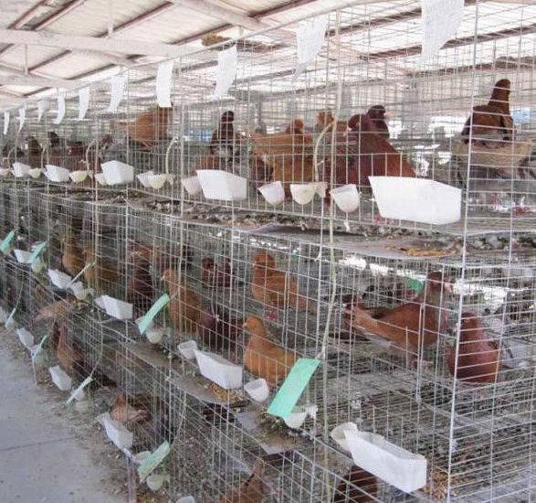 4 Tiers Wire Mesh Racing Pigeon Breeding Cages