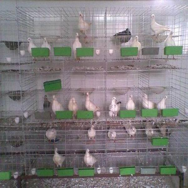 4 Tiers Wire Mesh Racing Pigeon Breeding Cages