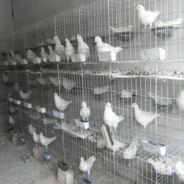 4 Tiers Wire Mesh Racing Pigeon Breeding Cages