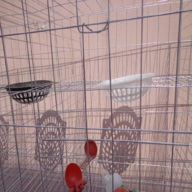 4 Tiers Wire Mesh Racing Pigeon Breeding Cages