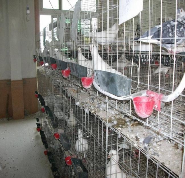 4 Tiers Wire Mesh Racing Pigeon Breeding Cages