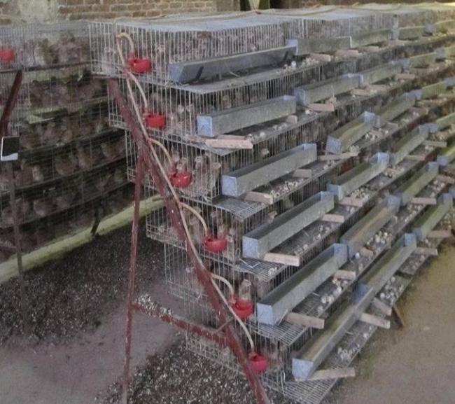 High Quality Commercial Fully Automatic Quail Laying Battery Cage System and Equipment