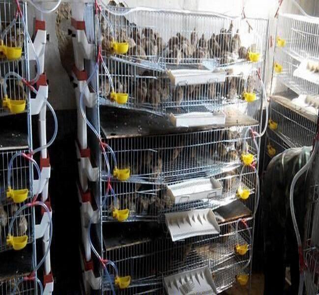 Full Automatic Feeding Metal Quail Laying Cage Water Drinker