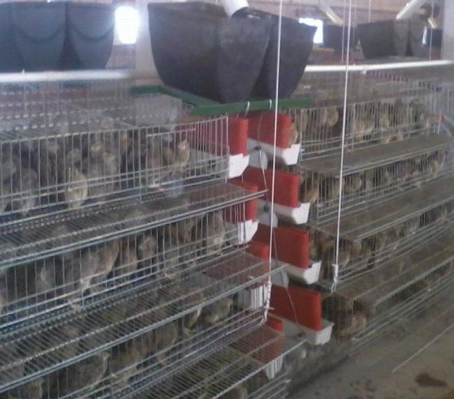 Wholesale Full Automatic Wire Mesh Quail Cage
