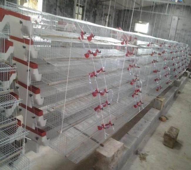 Wholesale Full Automatic Wire Mesh Quail Cage
