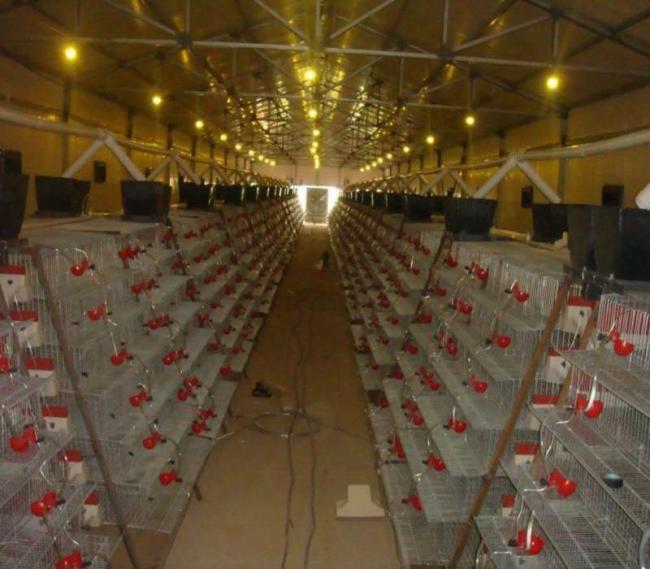 Wholesale Full Automatic Wire Mesh Quail Cage