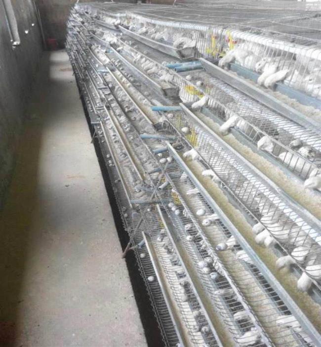 Wholesale Full Automatic Wire Mesh Quail Cage