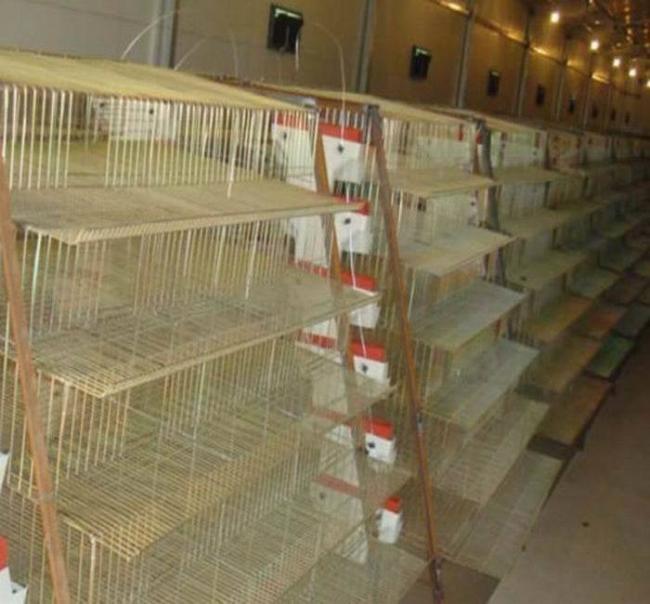 Wholesale Full Automatic Wire Mesh Quail Cage