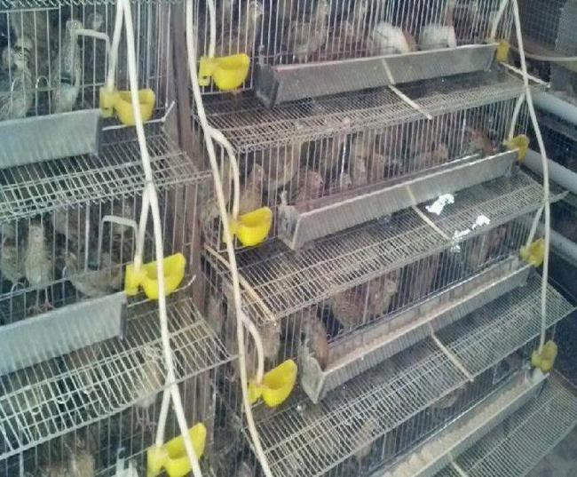 Wholesale Full Automatic Wire Mesh Quail Cage