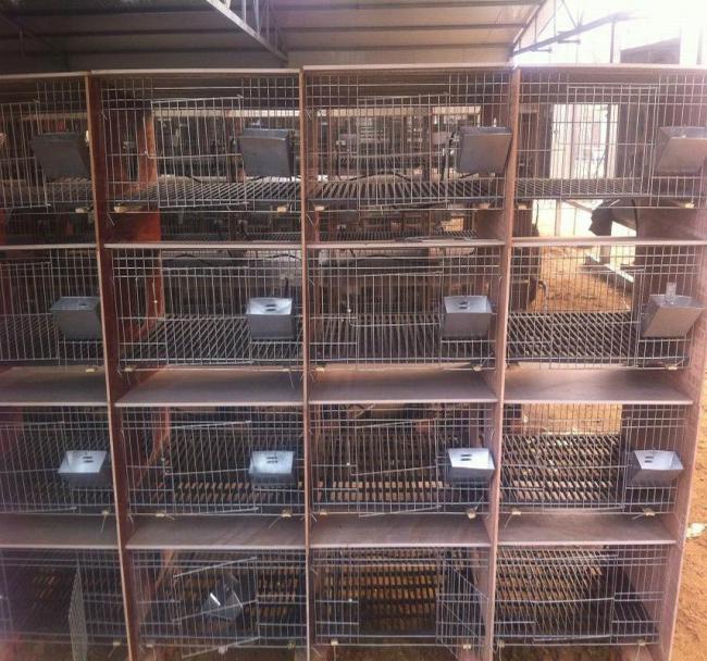 Meat Rabbit Cages Large Commercial Breeding Cages for Rabbits