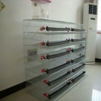 China Automatic Quail Battery Cage System 1.8m x 0.6m with Water System for 240 Birds for sale