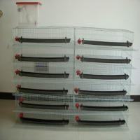 China Automatic Quail Battery Cage System 1.8m x 0.6m with Water System for 240 Birds for sale