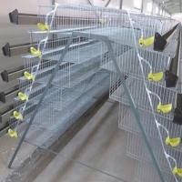 China Automatic Quail Battery Cage System 1.8m x 0.6m with Water System for 240 Birds for sale