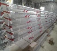 China Automatic Quail Battery Cage System 1.8m x 0.6m with Water System for 240 Birds for sale