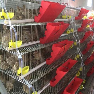 China Full Automatic Feeding Metal Quail Laying Cage Water Drinker for sale
