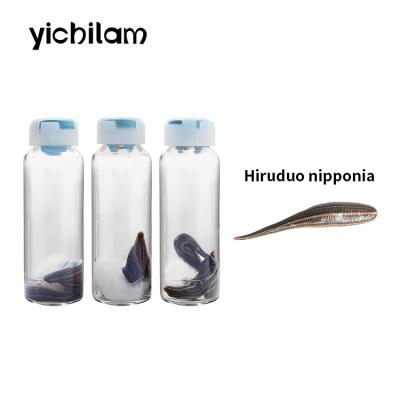China Native Hungry Living Hirudo Leech Therapeutic With 45 Days Shelf Life for sale