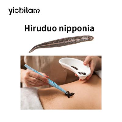 China Biological Medicinal Leeches Powerful Hirudo Verbana Standardized for sale