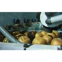 China Automatic High Speed Fruit Labeling Machine for sale