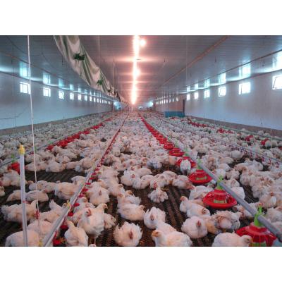 China Prefabricated Farm Building Layer Broiler Chicken House for sale