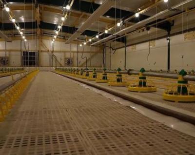 China Complete Raising Solutions Automatic Chicken Breeding Prefab Poultry Building for sale