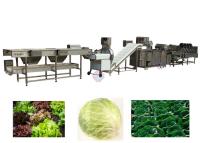China Lettuce Vegetable Processing Line with 800-1500kg/h Capacity and SUS 304 Stainless Steel Construction for sale