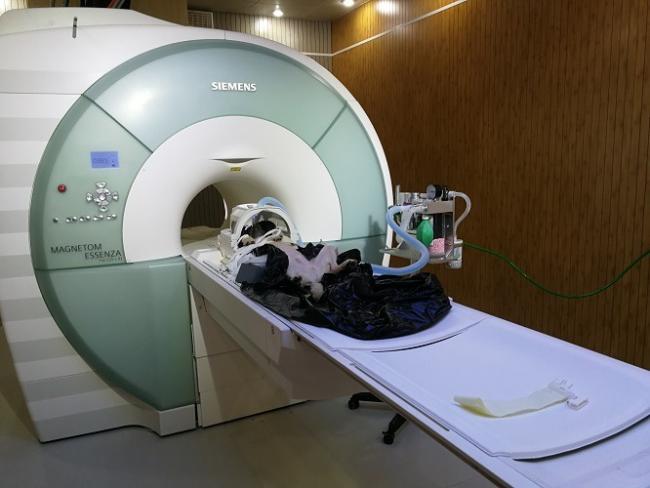 Good Quality Veterinary Anesthesia Machine for Small Animal Anesthesia