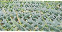 China Processing Service Moulding HDPE Grass Reinforce Nets Plastic Meshes Net for sale