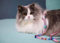 China Adjustable Escape Proof Cat Lead And Harness  Soft Breathable for sale
