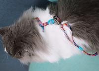 China Adjustable Escape Proof Cat Lead And Harness  Soft Breathable for sale