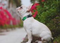 China No Pull Cactus Print Dog Collar Harness for sale