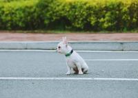 China No Pull Cactus Print Dog Collar Harness for sale