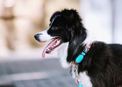 China Nylon Polyester Webbing Dog Collar For small Medium Big Dogs for sale