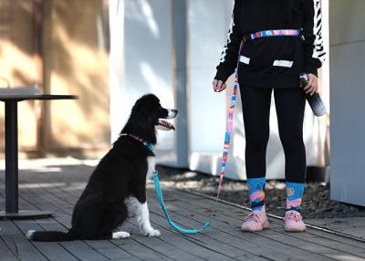 China Nylon Polyester Webbing Dog Collar For small Medium Big Dogs for sale
