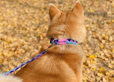China Regelbare Hond het Lopen Kragen en Leibanden Pasgeboren het Puppykraag van het Regenboogmeisje Te koop
