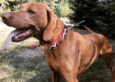 Cina Il collare di cane di nylon a 2 pollici a 0,8 pollici regolabile fornisce nero tessuto e rosso elastici in vendita