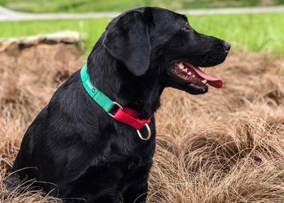 Cina Ampi collari di cane di nylon a 2 pollici a 1,5 pollici verdi su ordinazione con il fermaglio del metallo in vendita