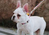 China Adjustable No Pull Dog Harness Pet Vest for sale
