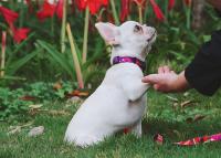 China 3m 5m Dog Lead for sale