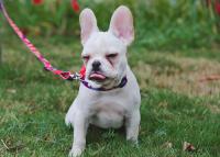 China 3m 5m Dog Lead for sale