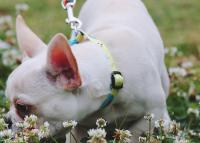 China 30m Sublimation Dog Leash for sale