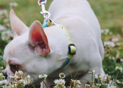 Cina guinzaglio del cane di sublimazione di 30m in vendita