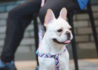 China Easy Pull Dog Walking Harness For Hiking for sale